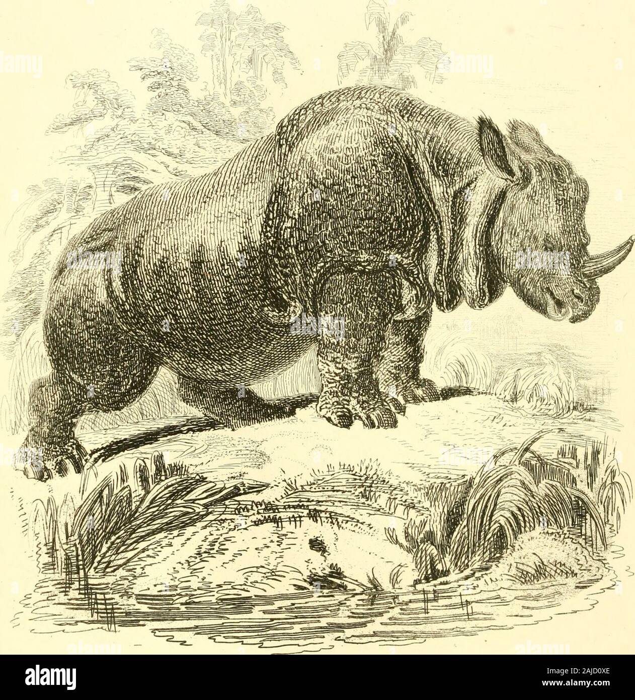 The animal kingdom, arranged after its organization : forming a natural ...