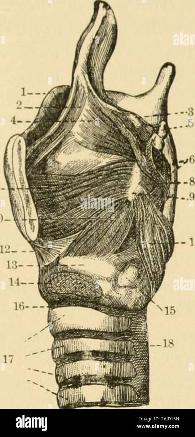 Arytenoid hi-res stock photography and images - Alamy
