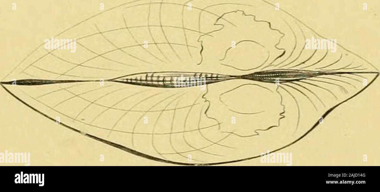 Die Gattung Anodonta nebst den übrigen Najaden mit unvollkommenem ...