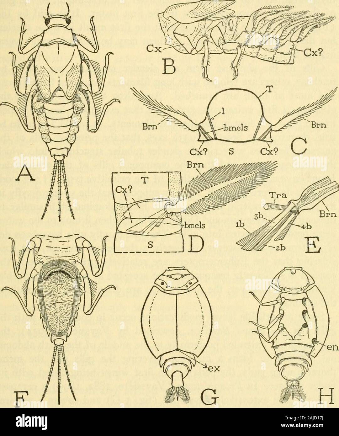 Mayfly larvae fossil hi-res stock photography and images - Alamy