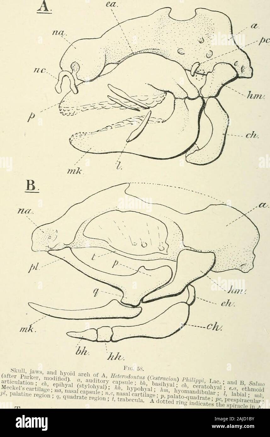 Teleostomi hi-res stock photography and images - Alamy