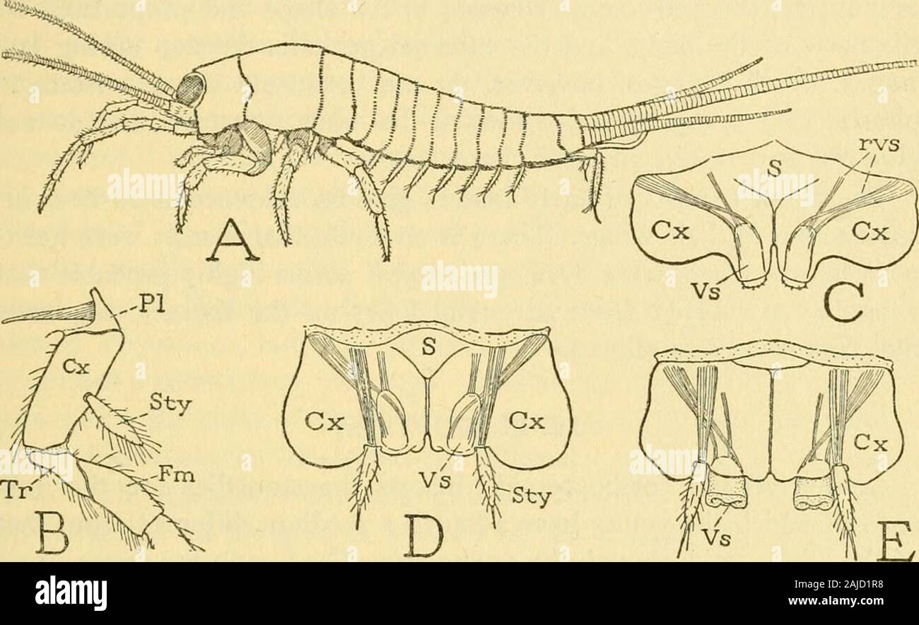 Pterygotes hi-res stock photography and images - Alamy