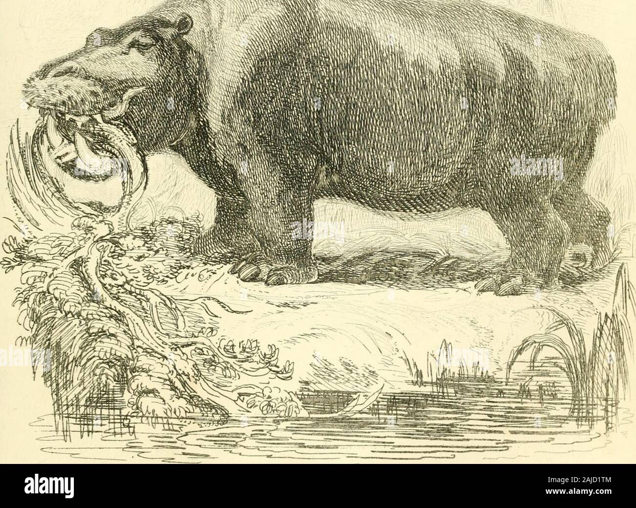 The animal kingdom, arranged after its organization : forming a natural ...