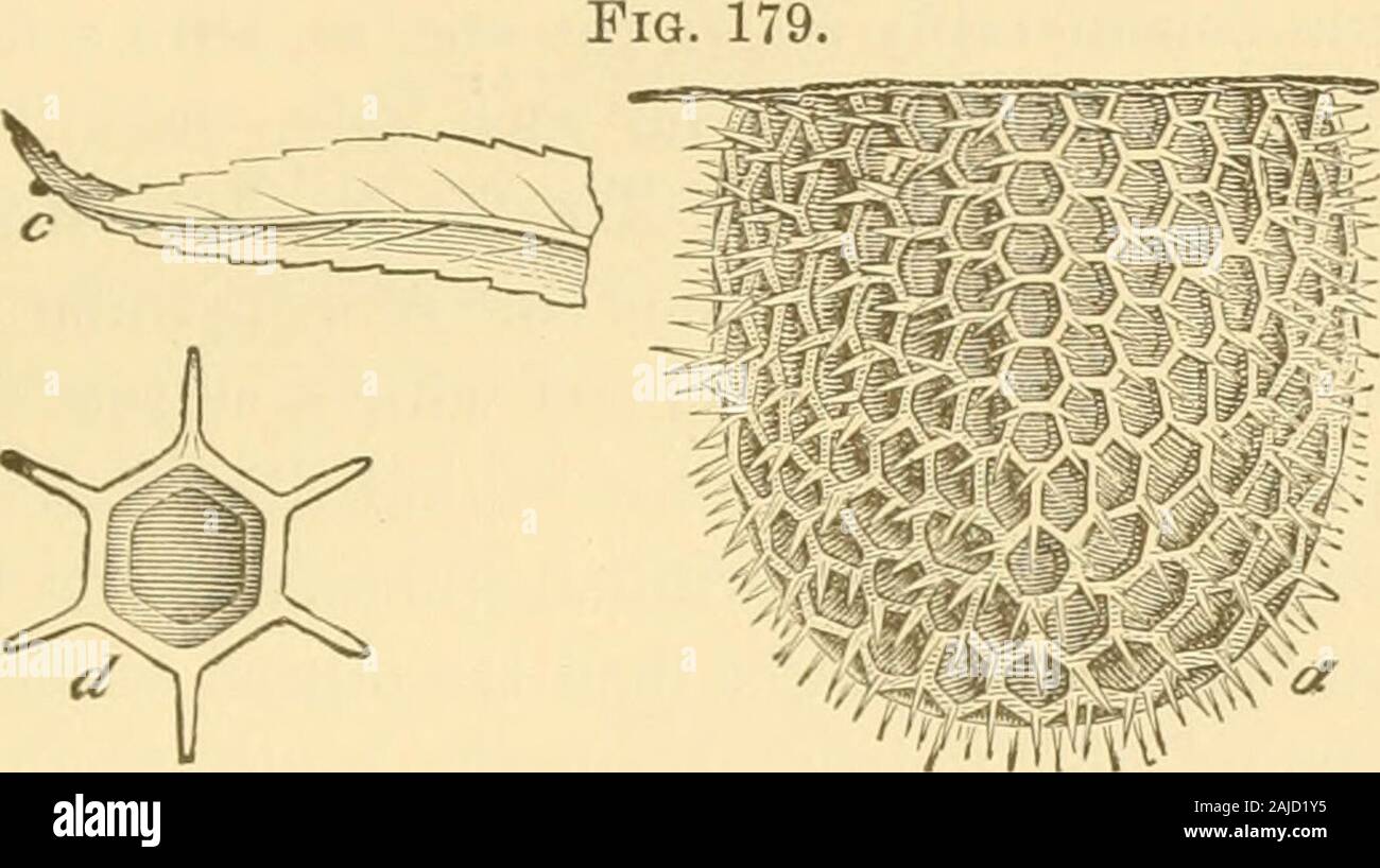 Reticulated form hi-res stock photography and images - Alamy