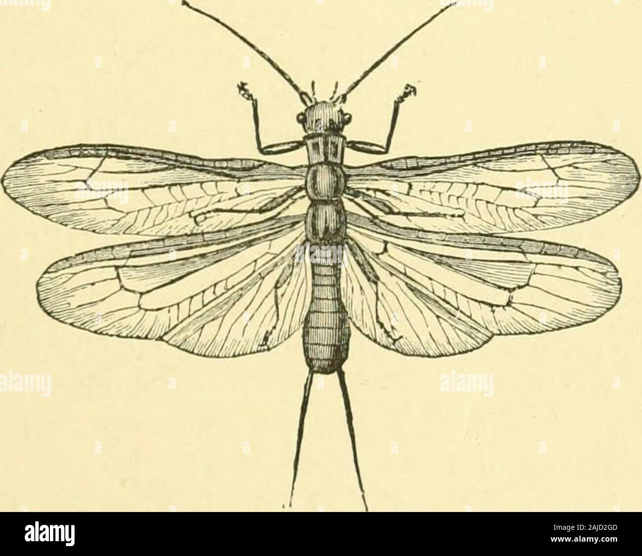 House fly pupa hi-res stock photography and images - Alamy