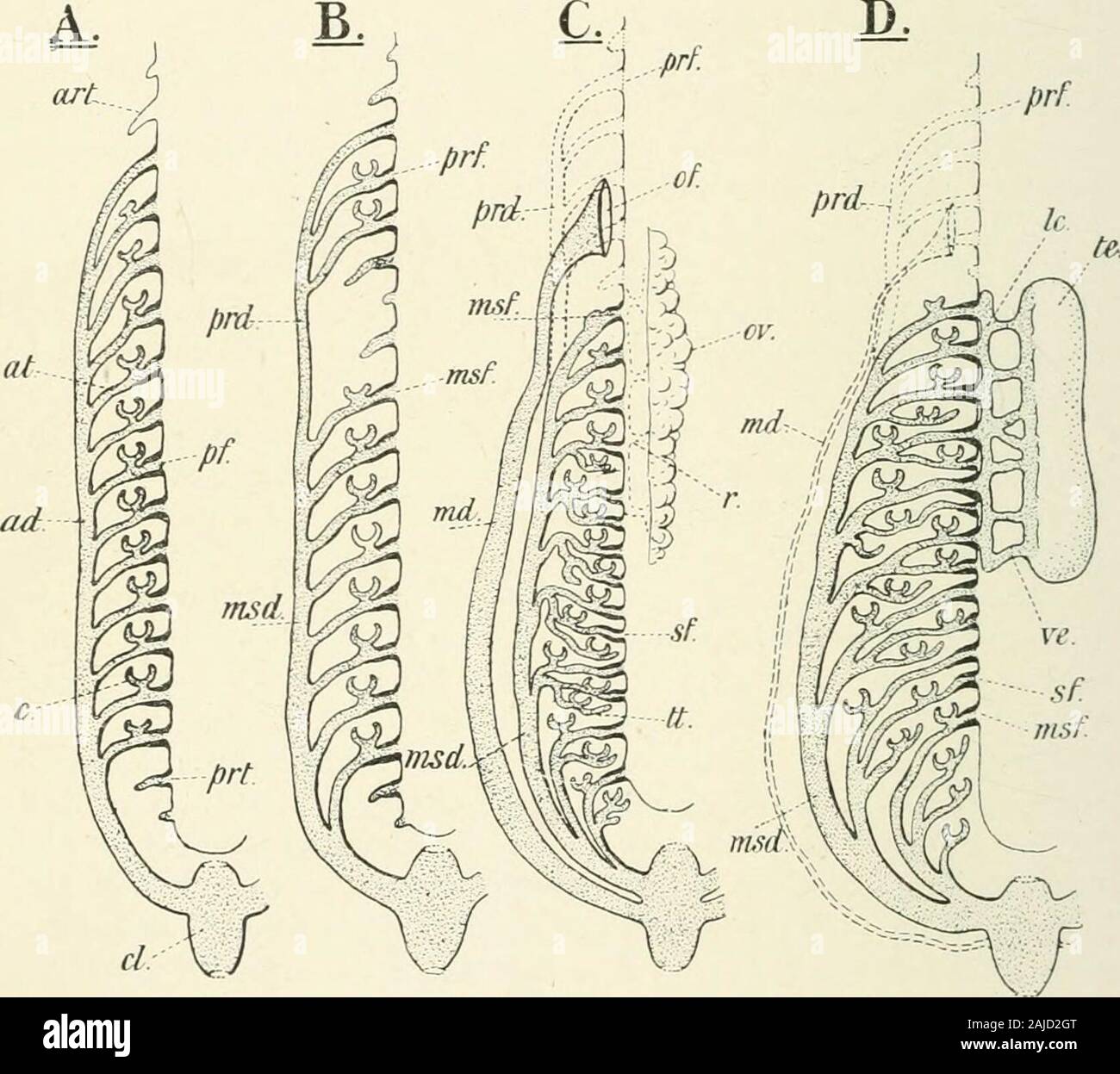 Kidney tubules hi-res stock photography and images - Alamy