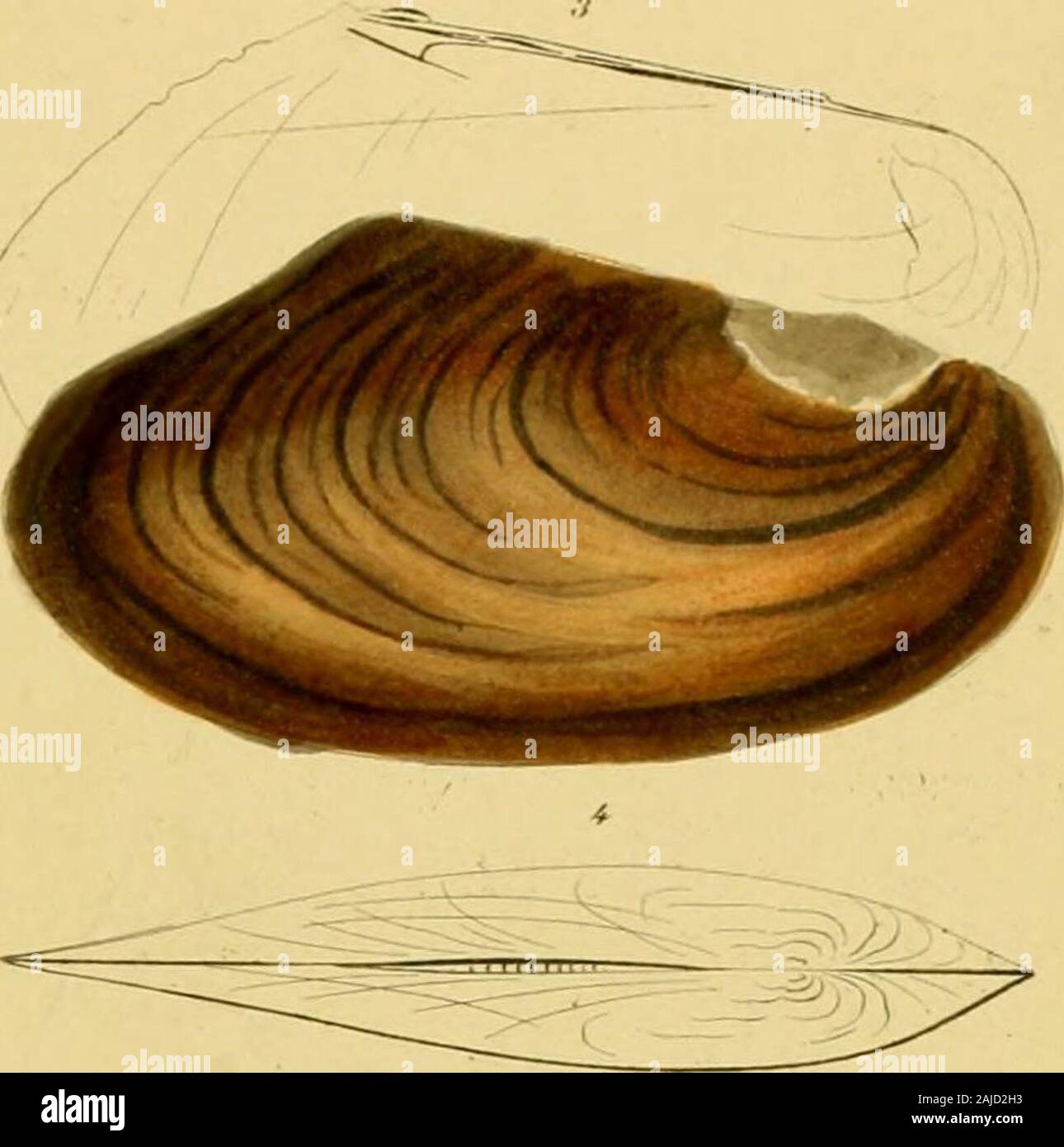 Die Gattung Anodonta nebst den übrigen Najaden mit unvollkommenem ...
