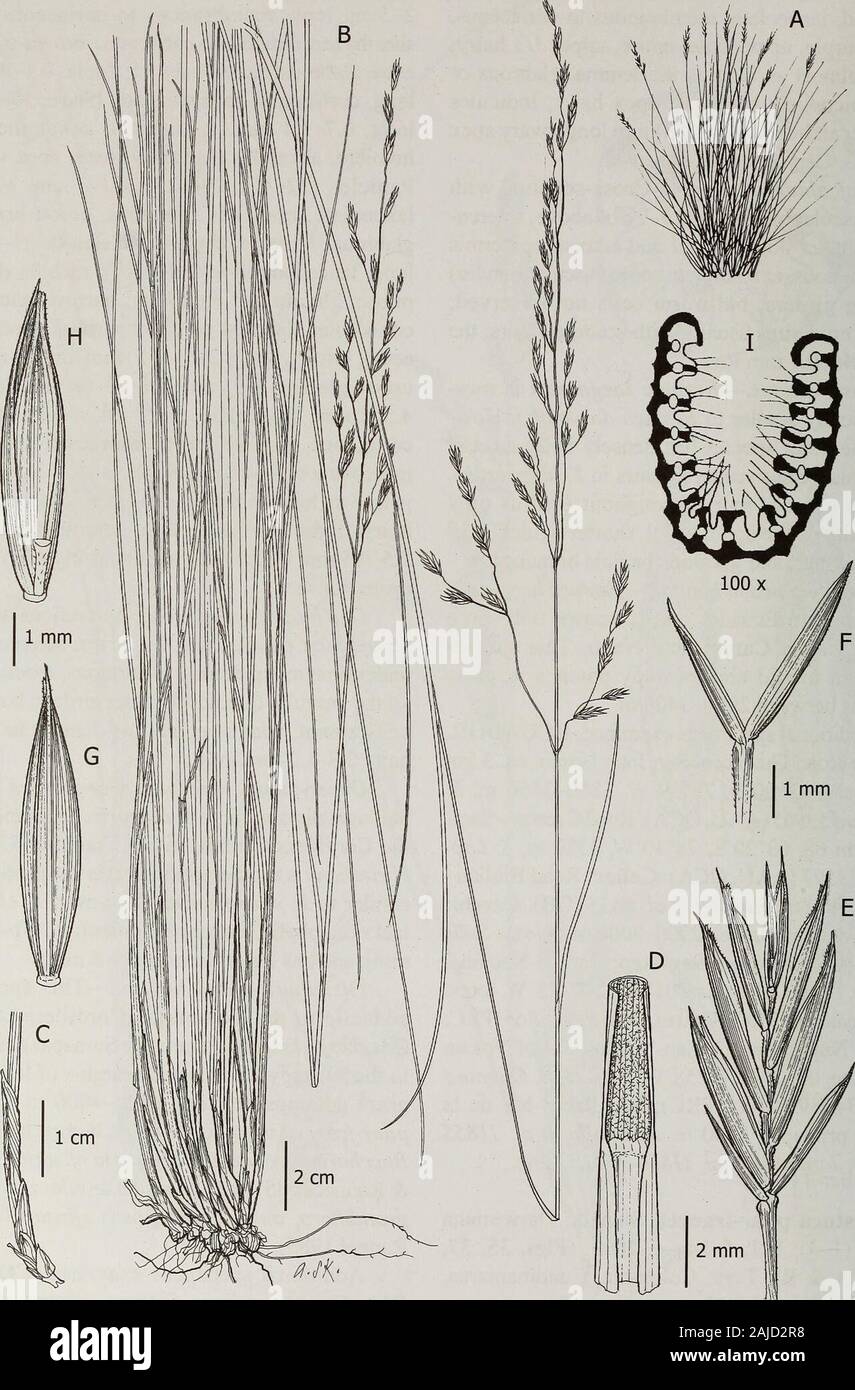 Cataphylls hi-res stock photography and images - Alamy