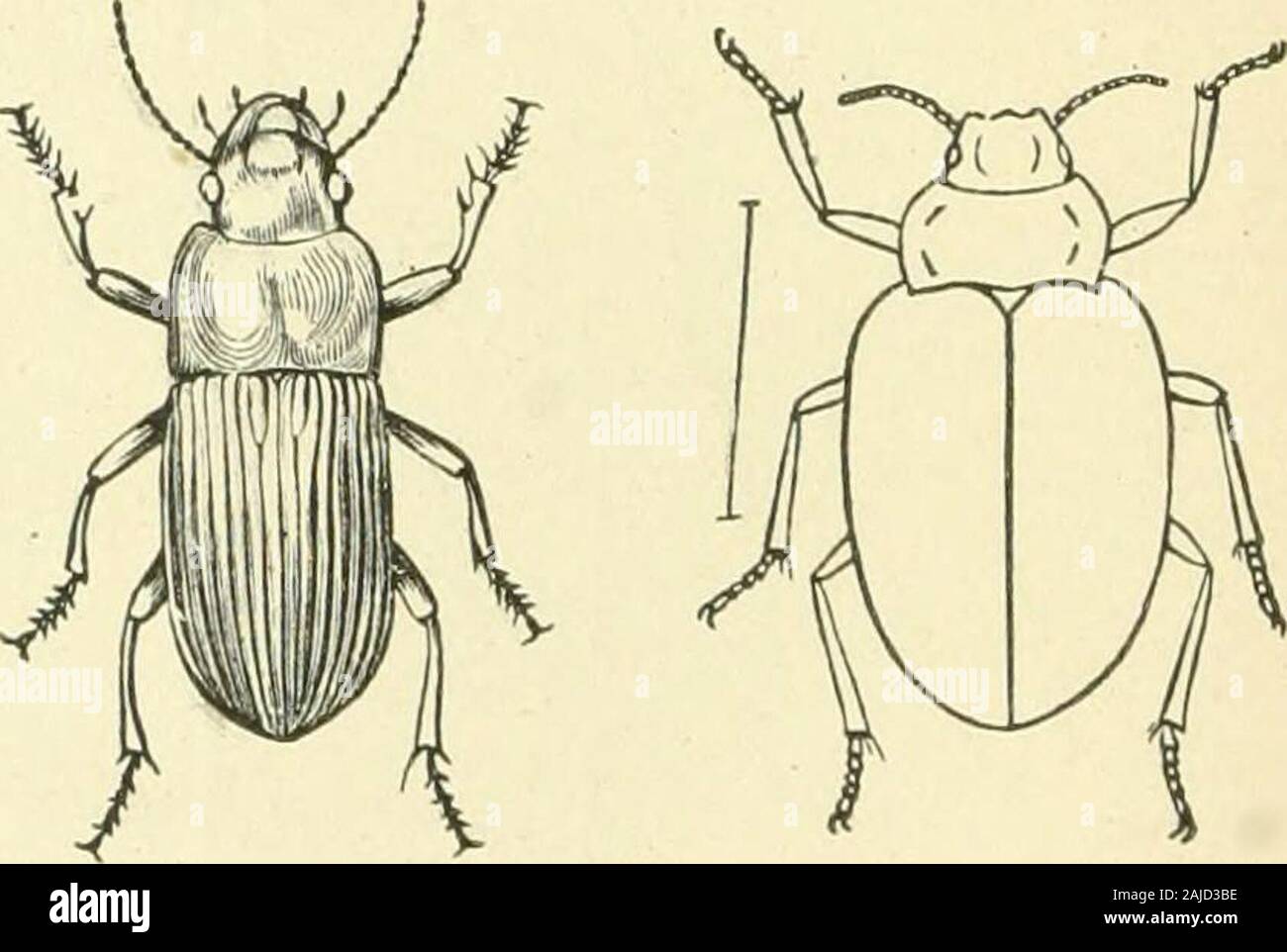 Aquatic Type Insects High Resolution Stock Photography and Images - Alamy
