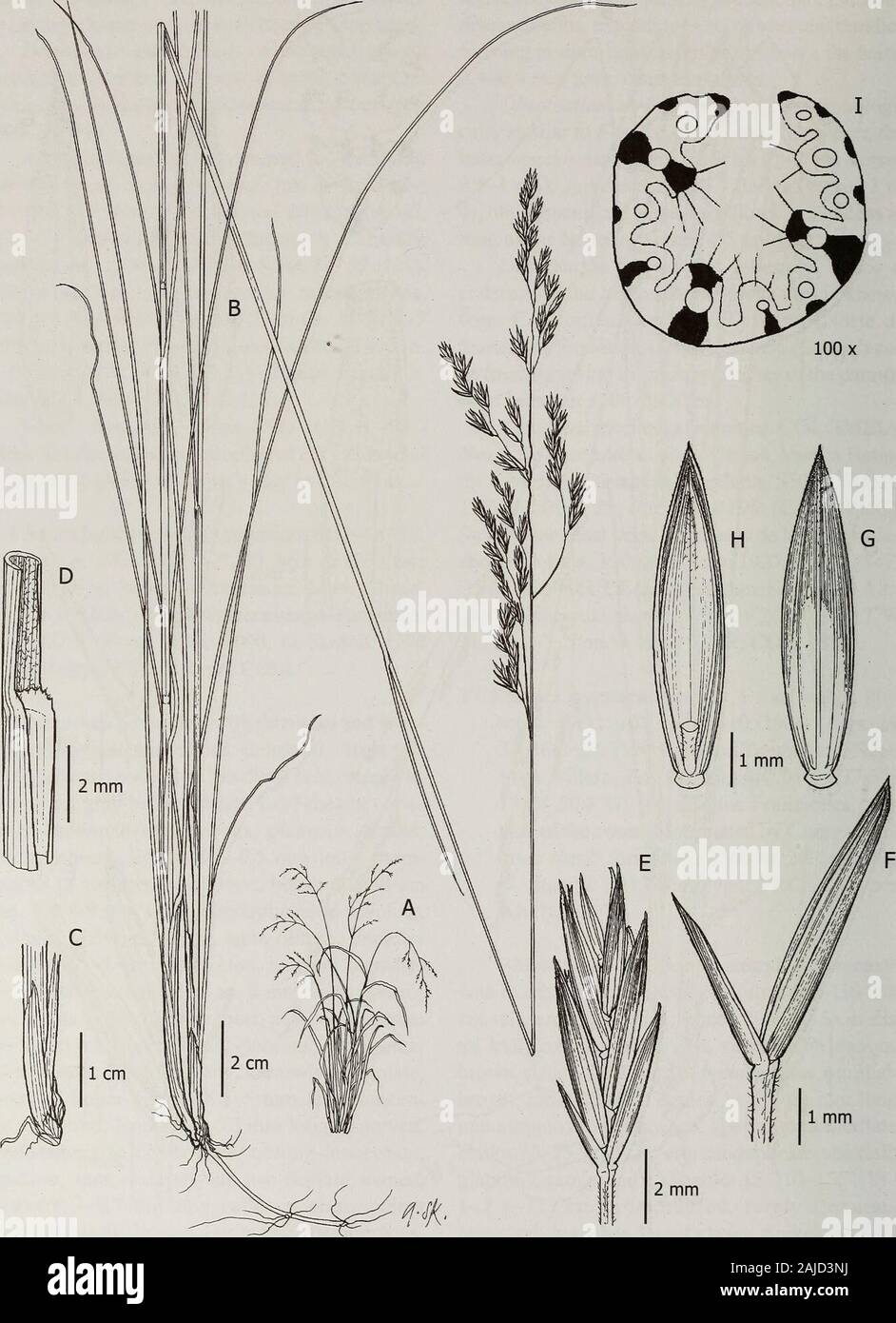 Cataphylls High Resolution Stock Photography and Images - Alamy