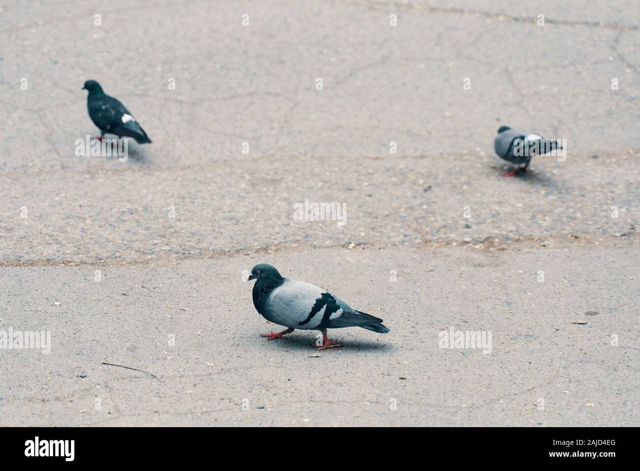 Group of birds. Three pigeons standing on grey floor. Facing the ...