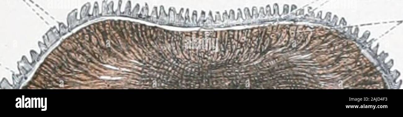 Inferior maxillary bone hi-res stock photography and images - Alamy