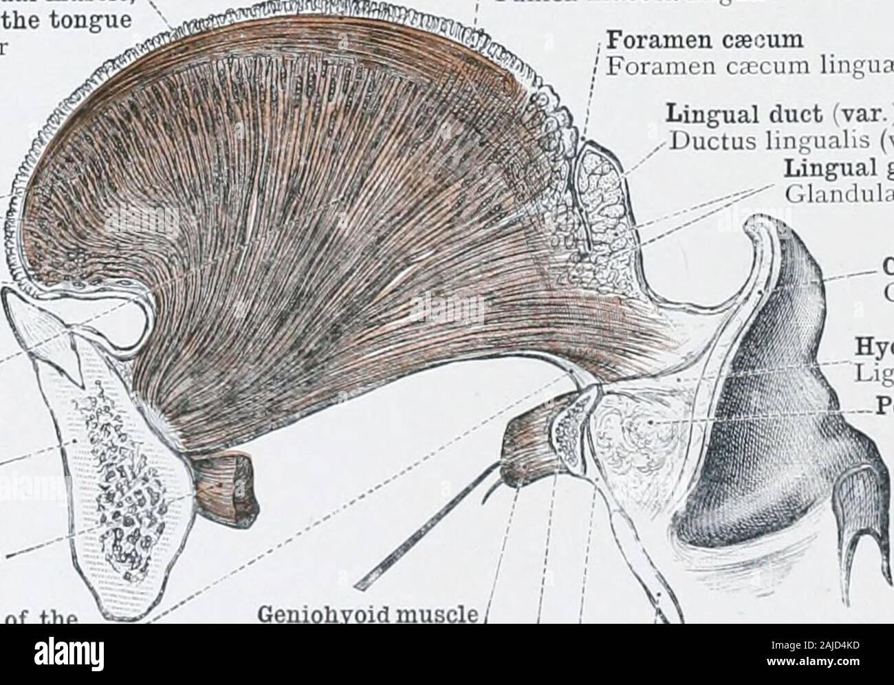 An atlas of human anatomy for students and physicians . .—Muscles of ...