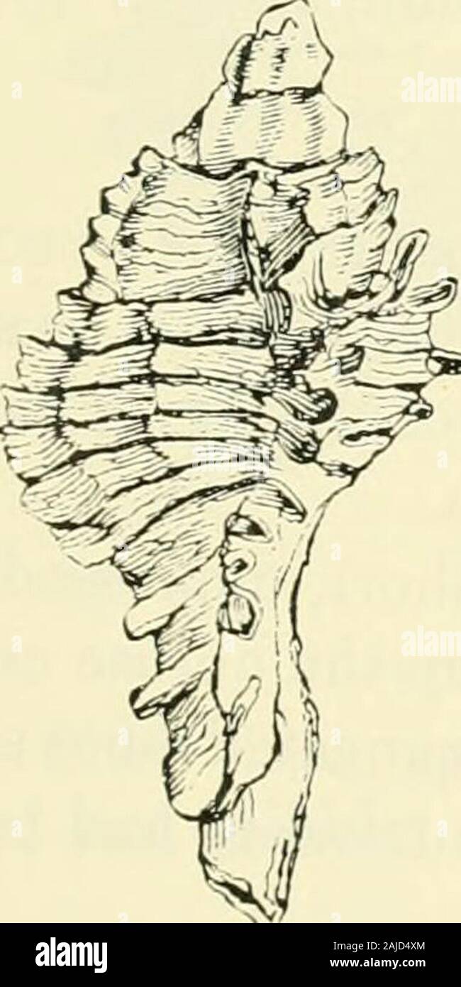 Swollen fig shell hi-res stock photography and images - Alamy