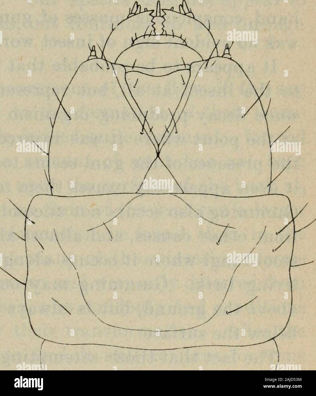 The California peach-tree borer . Fig. 2. The head from below ...
