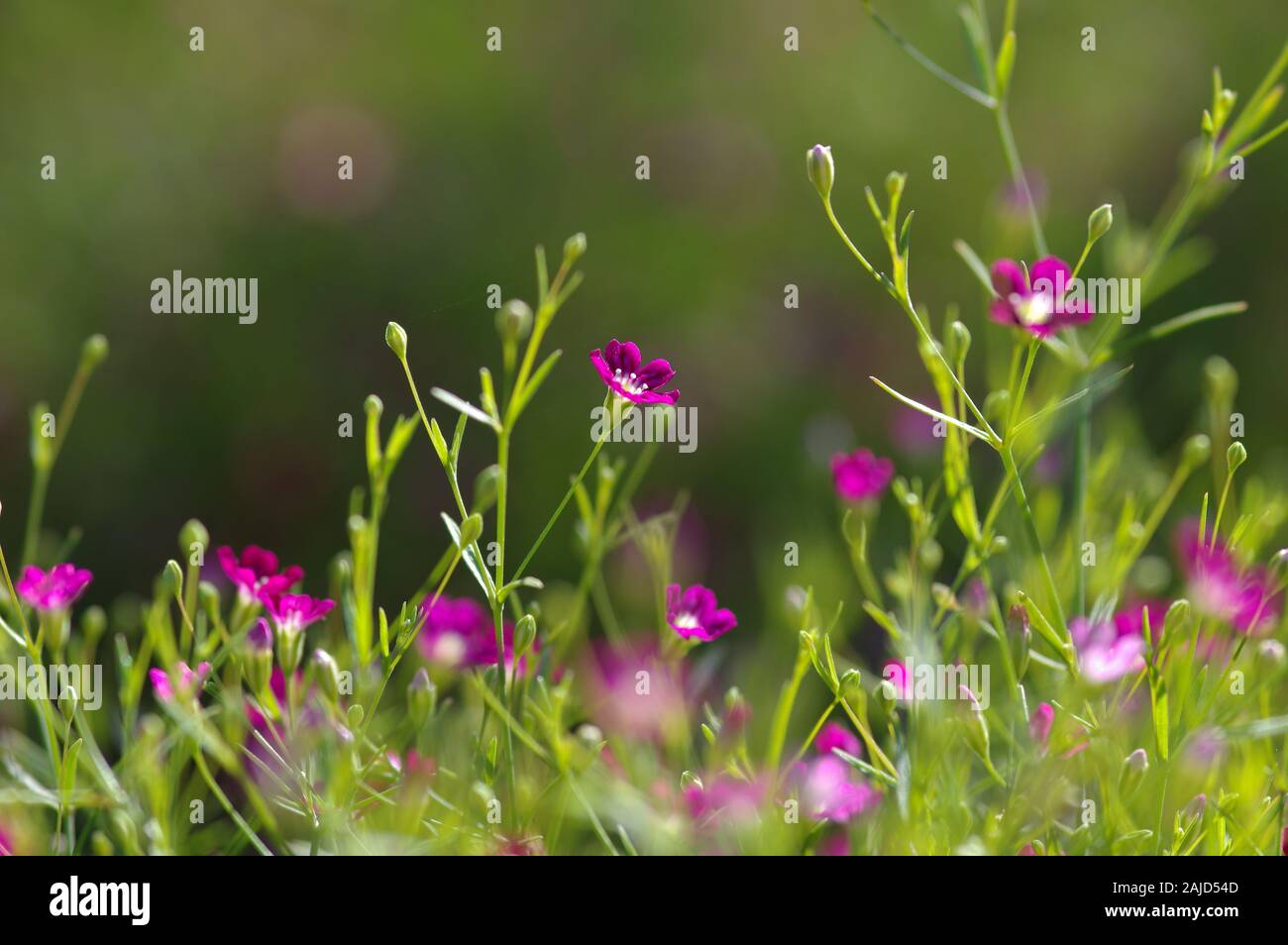Gypsophila flower hi-res stock photography and images - Alamy