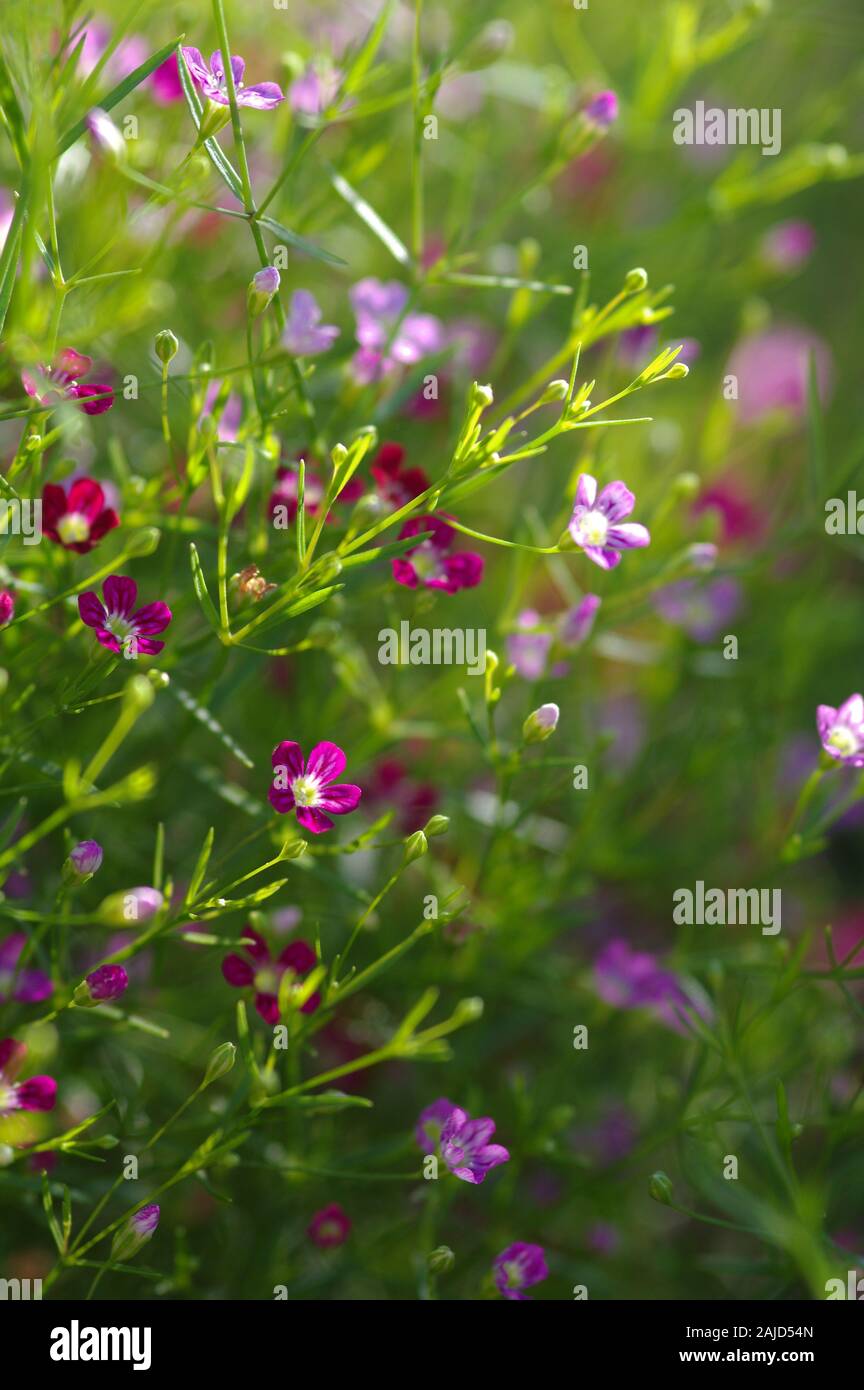 Gypsophila flower hi-res stock photography and images - Alamy