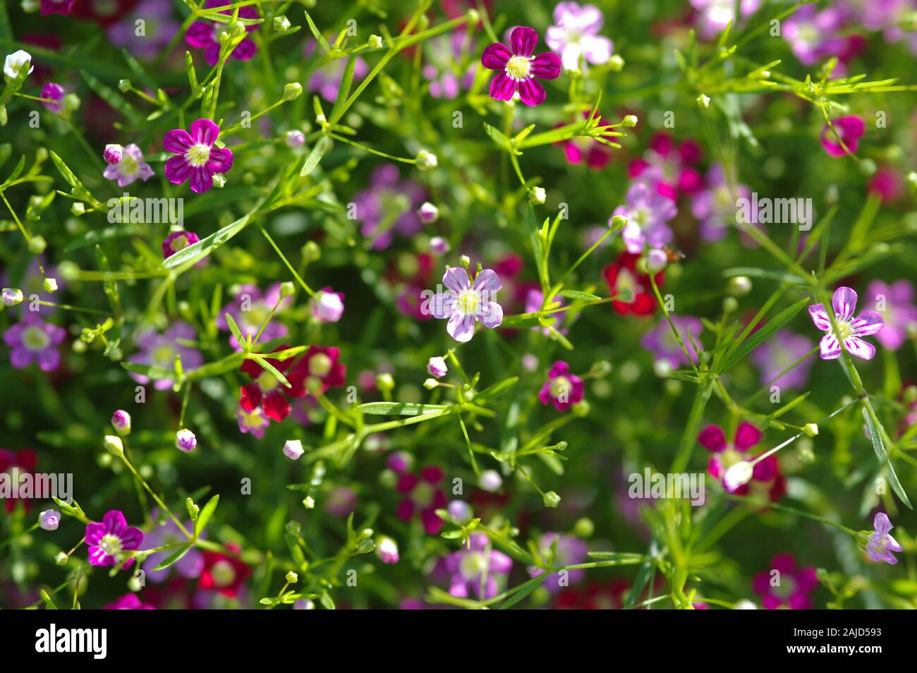 Gypsophila flower hi-res stock photography and images - Alamy