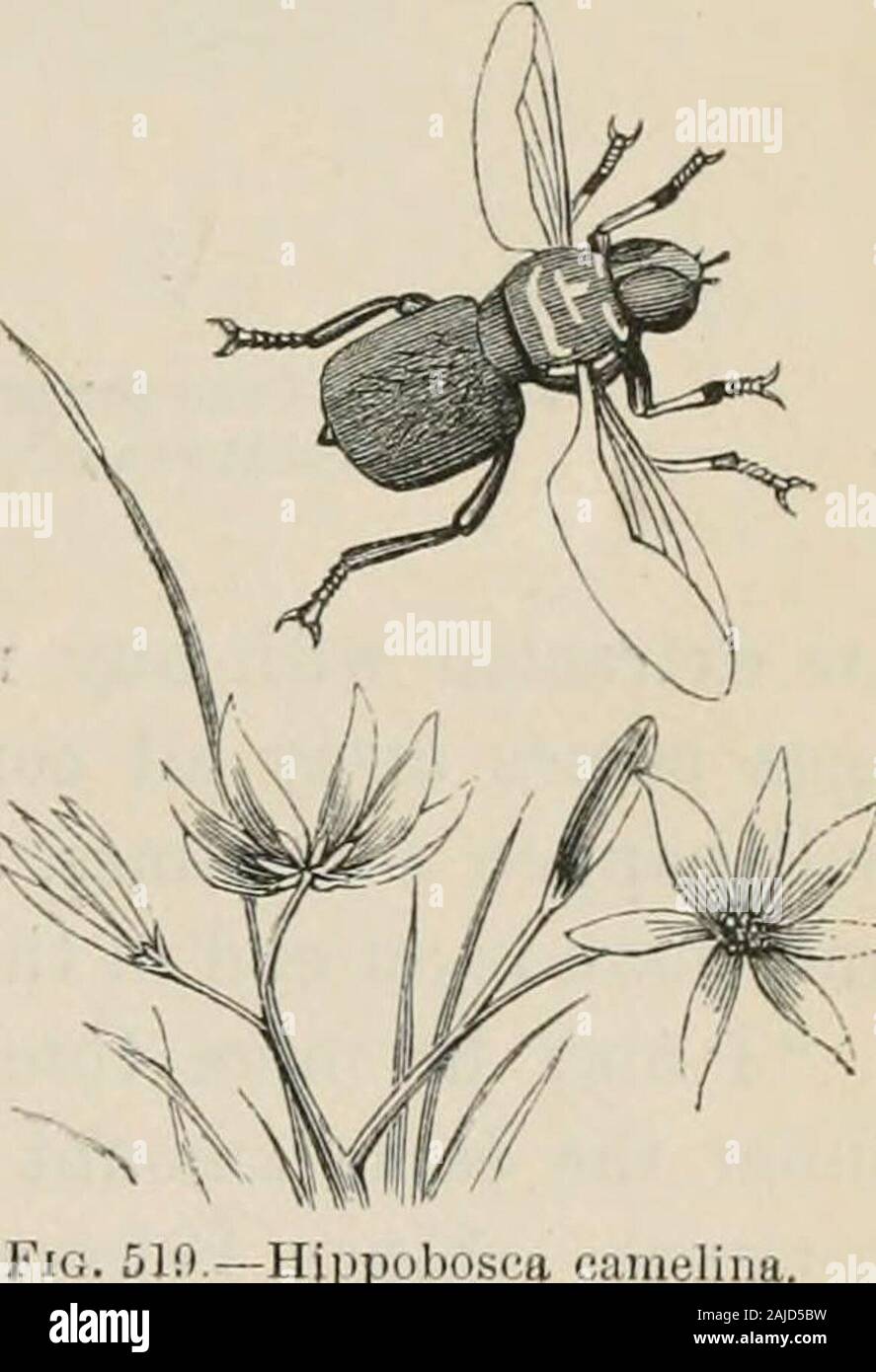 Insects abroad : being a popular account of foreign insects, their ...