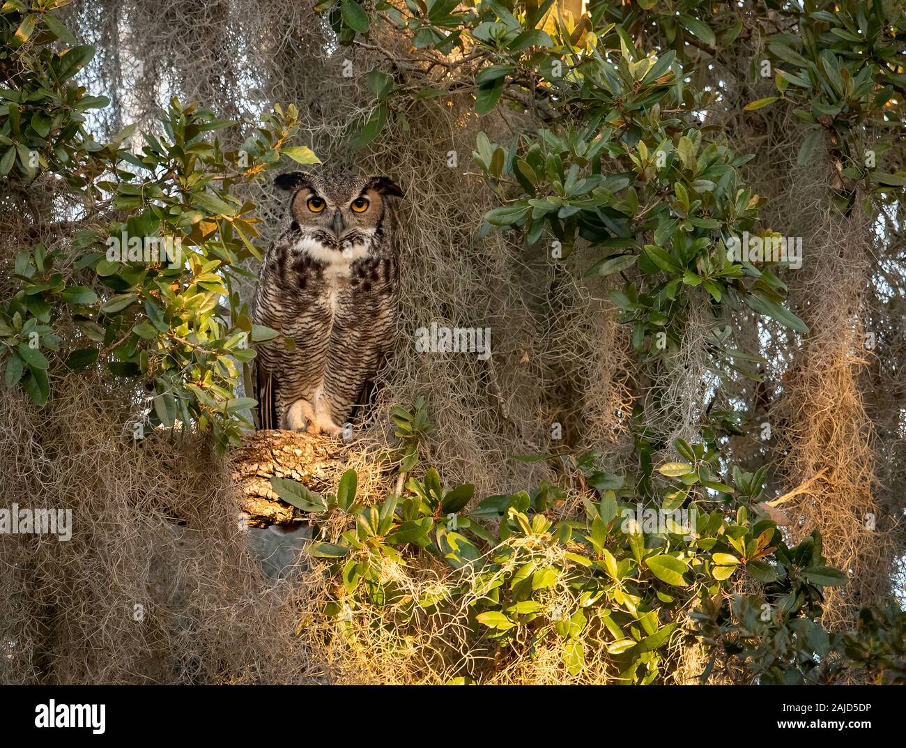 Little horned owl hi-res stock photography and images - Alamy