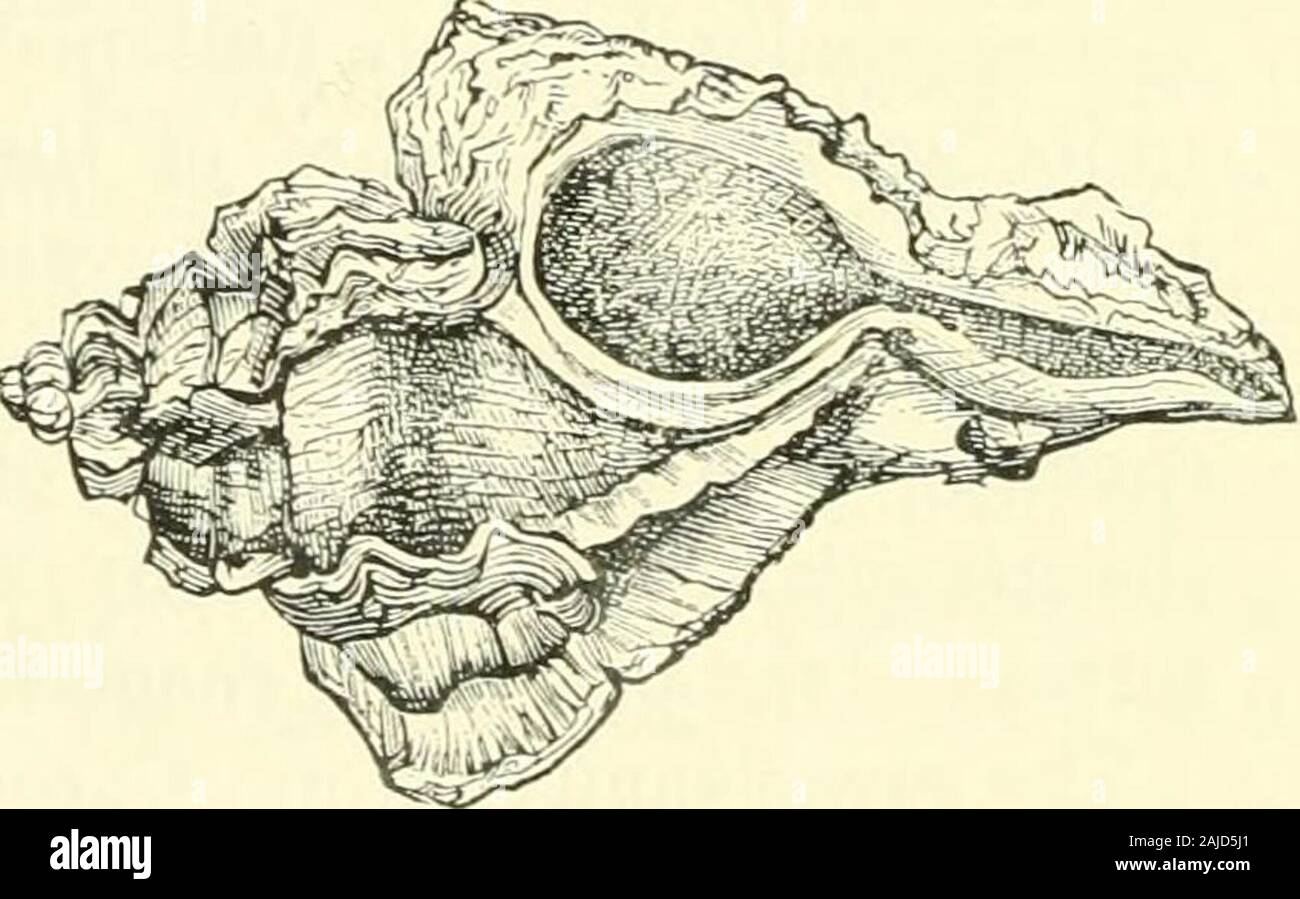 Winged murex hi-res stock photography and images - Alamy