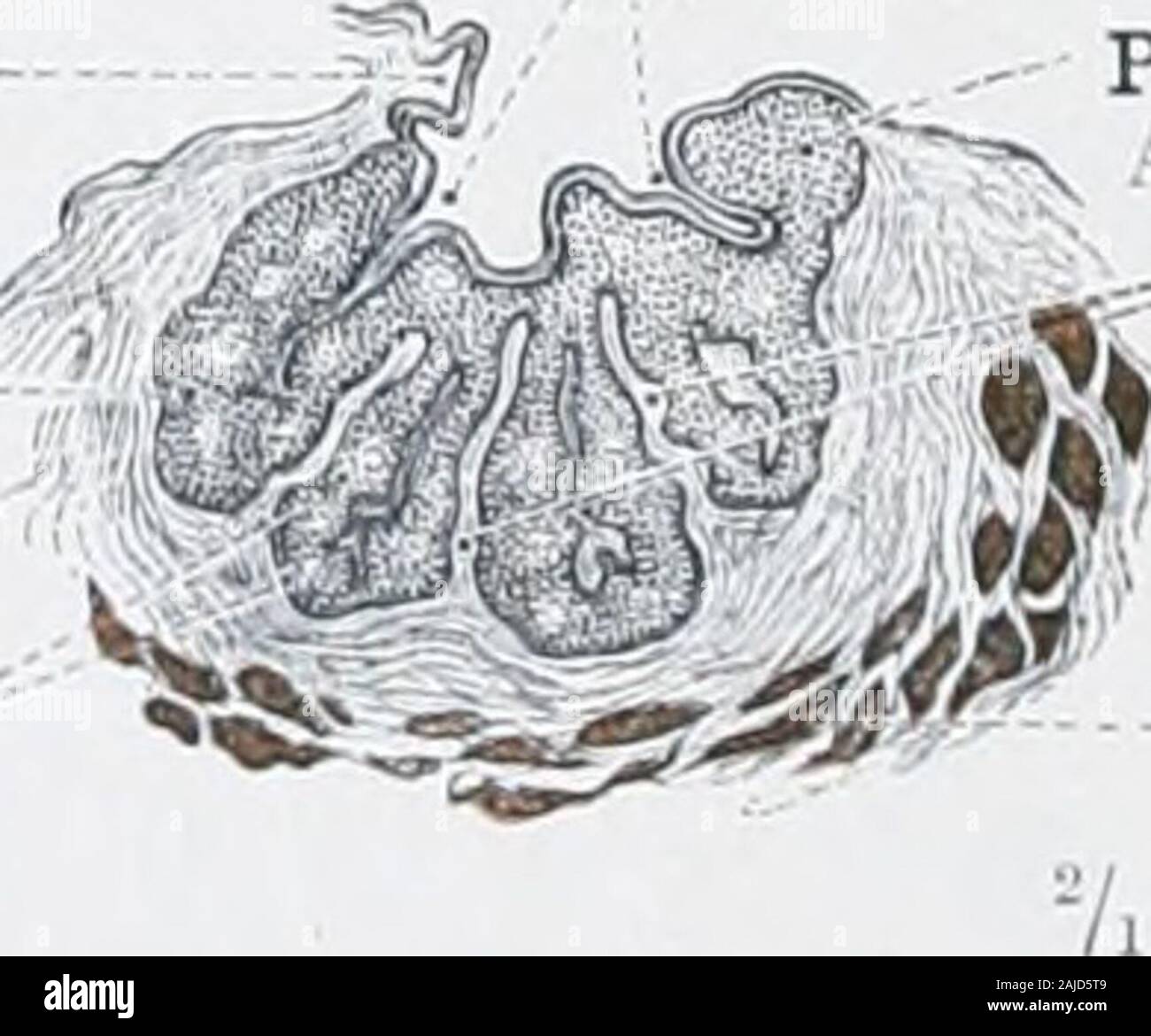 An atlas of human anatomy for students and physicians . rface Fig. 669 ...