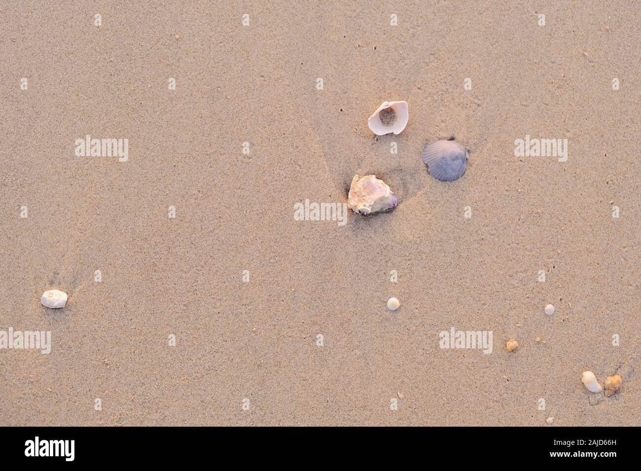 Small Seashells on a Beach in Thailand Stock Photo - Alamy