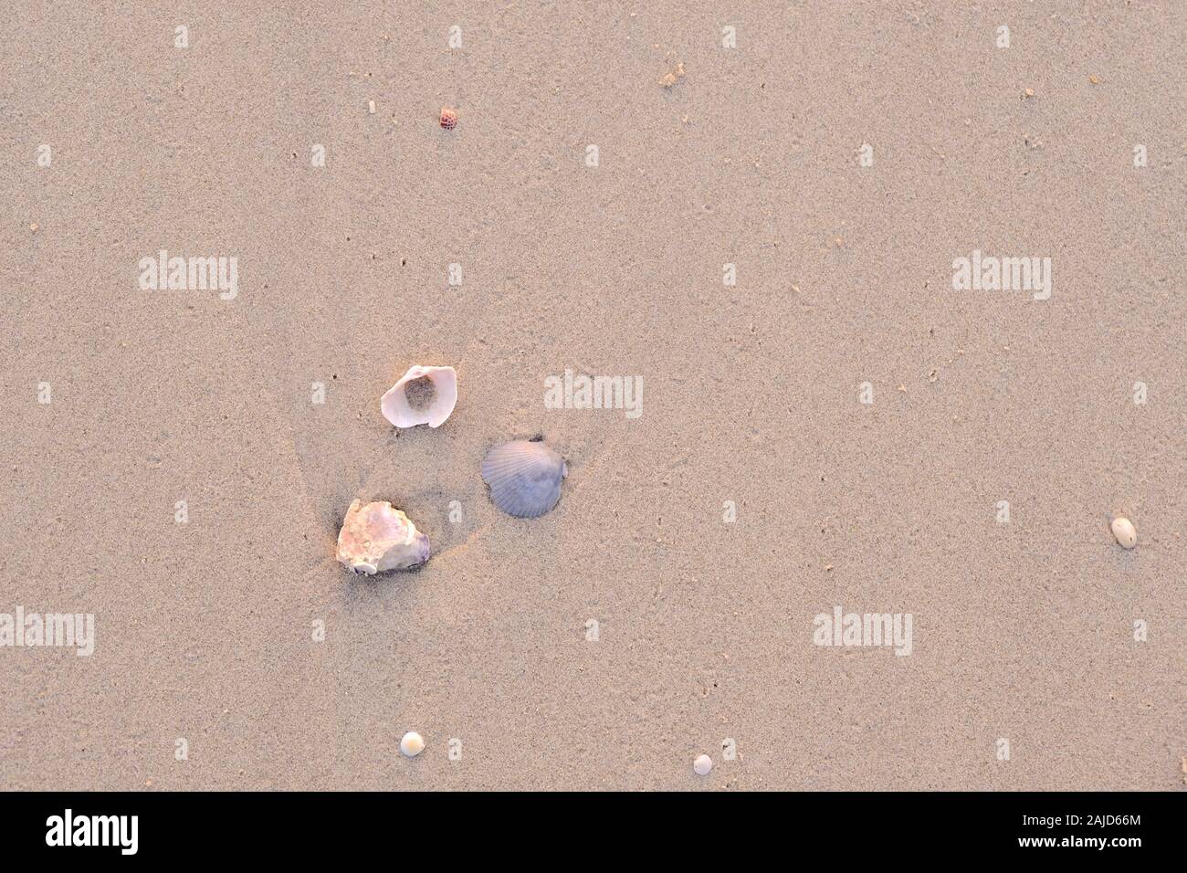 Small Seashells on a Beach in Thailand Stock Photo - Alamy
