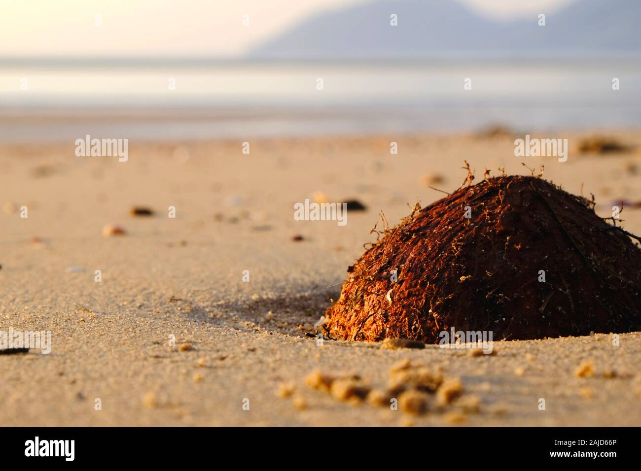 Coconut in the Sand at a Beach in Thailand Stock Photo - Alamy