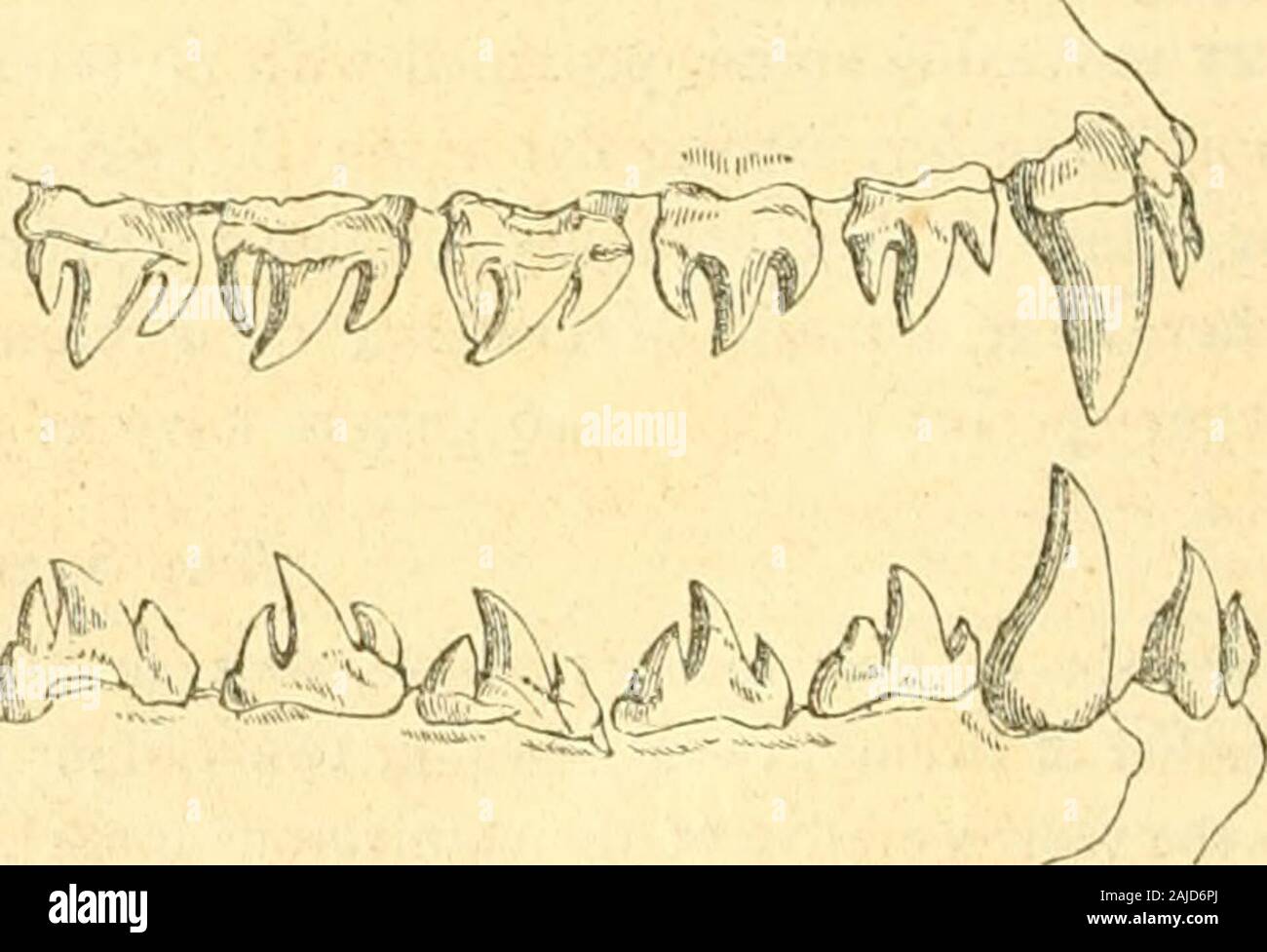 The animal kingdom, arranged after its organization : forming a natural ...
