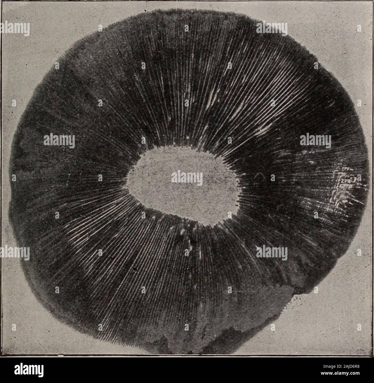 Elementary botany . Fig. 240. Agaricus campestris ; plant in natural ...