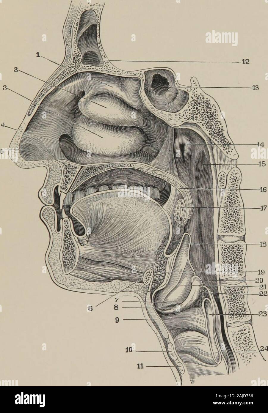 Practice of medicine : a manual for students and practitioners . us are ...