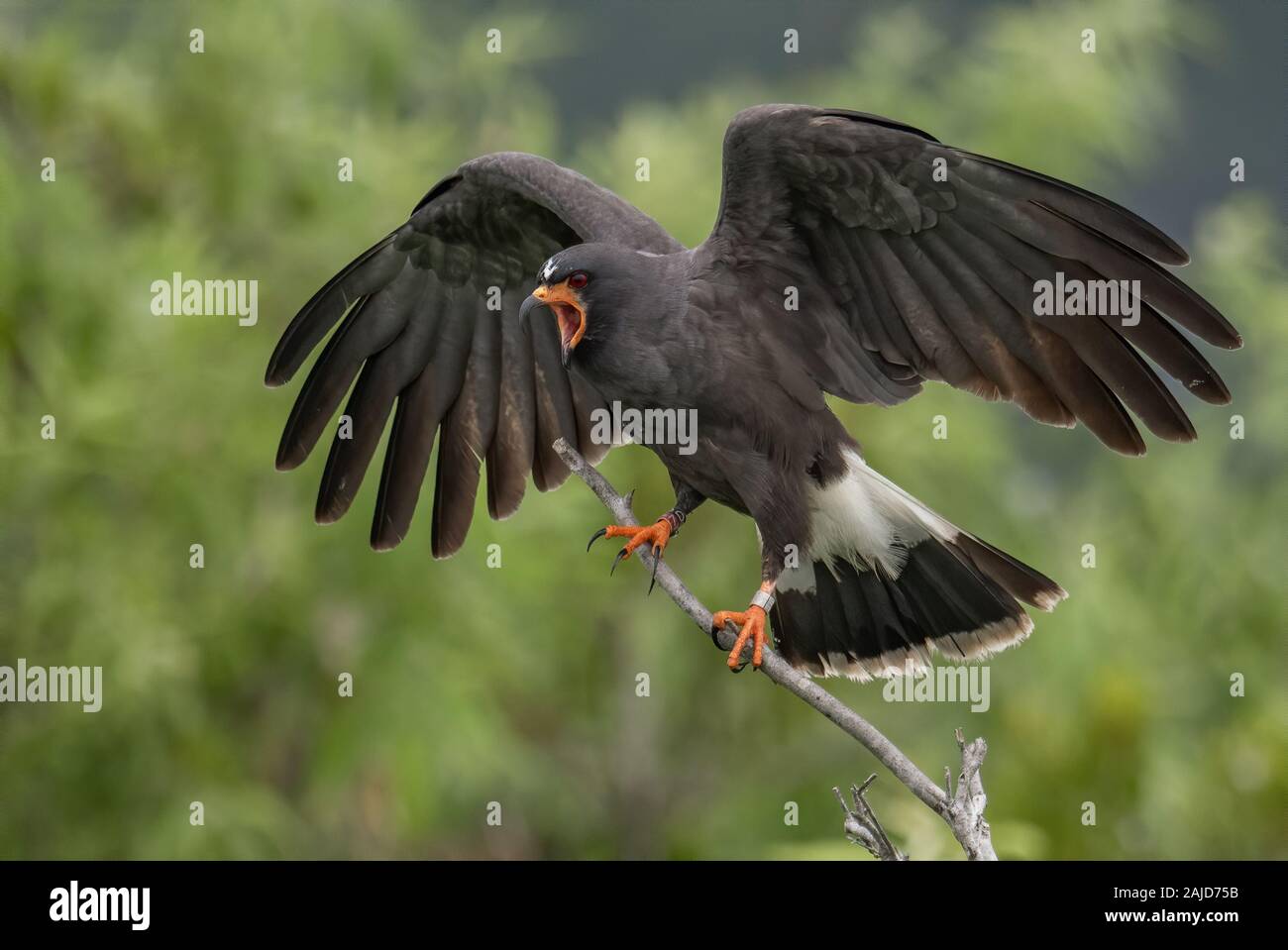 Snail kite in Florida Stock Photo - Alamy