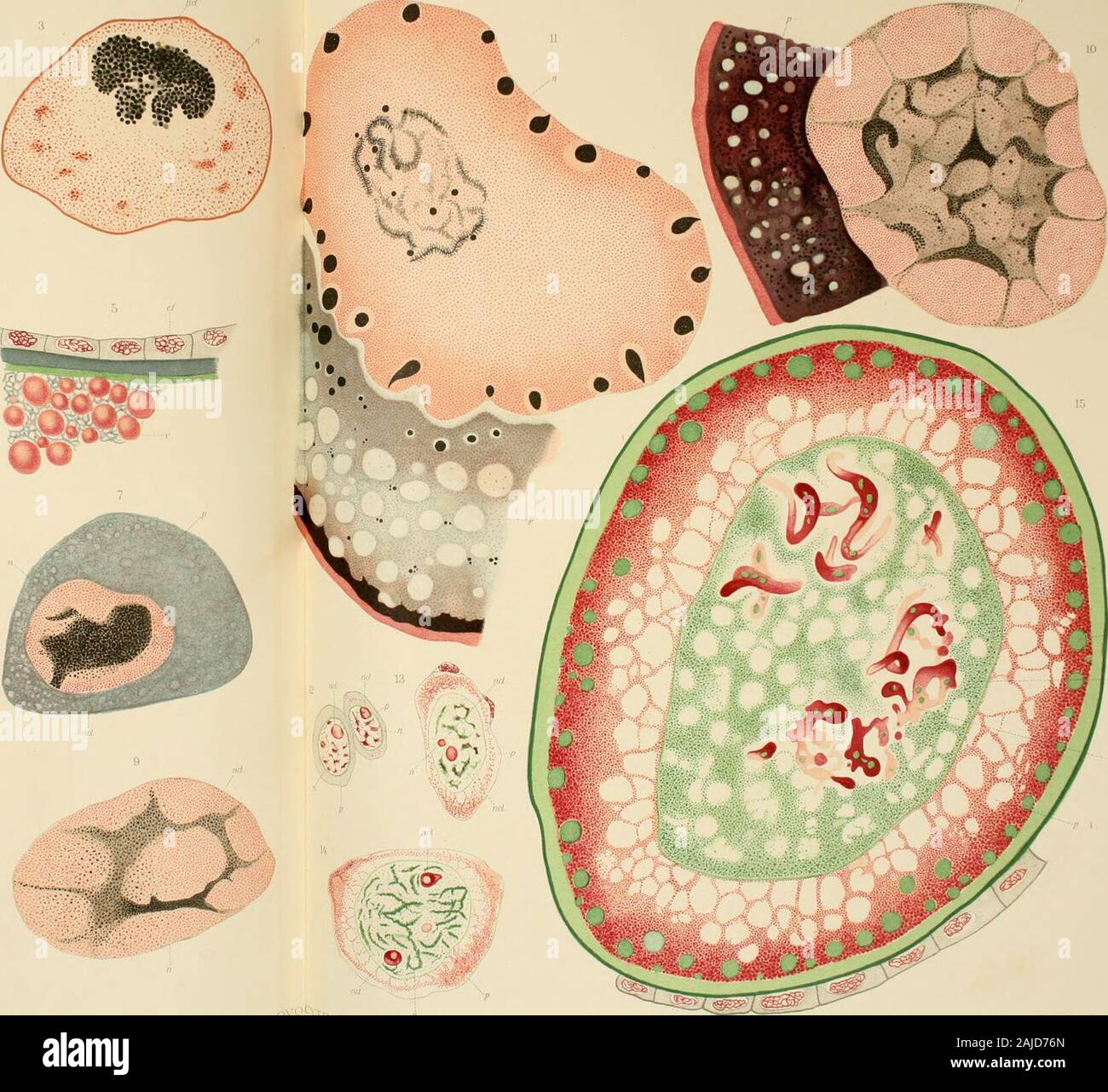 Estomac digestif hi-res stock photography and images - Alamy