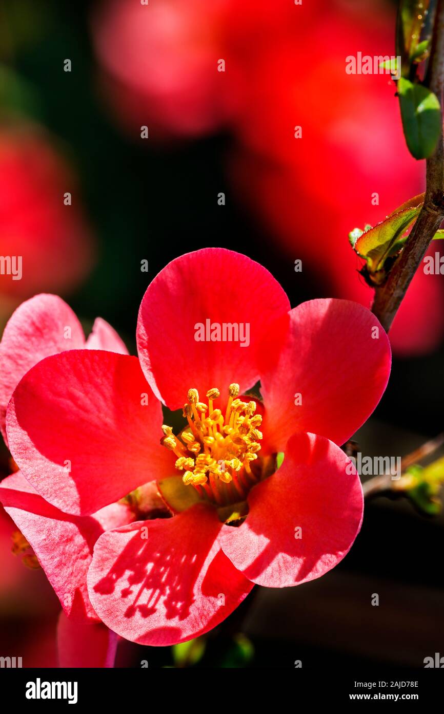 Red colur flower hi-res stock photography and images - Alamy