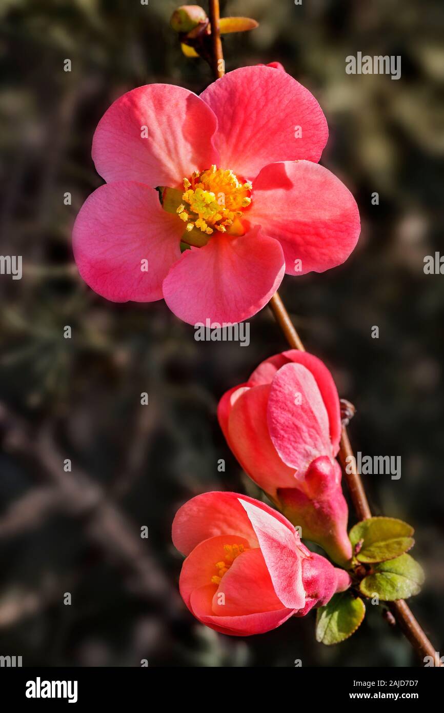 Red colur flower hi-res stock photography and images - Alamy