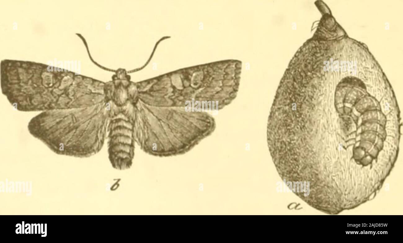 Thrips pea hi-res stock photography and images - Alamy