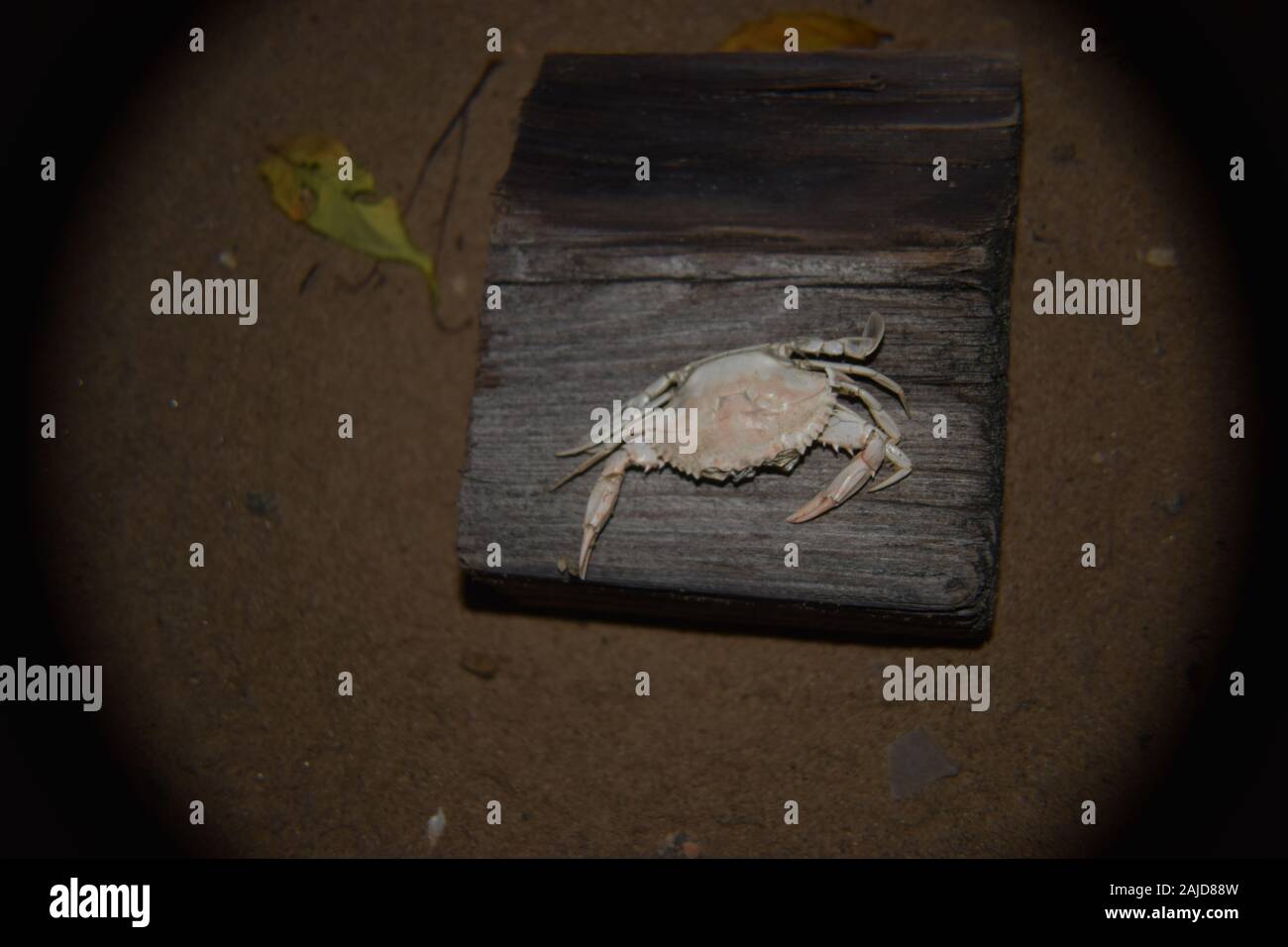 Crab on a piece of wood hi-res stock photography and images - Alamy
