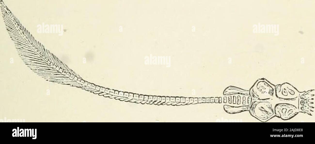 Arches skull arch hi-res stock photography and images - Alamy