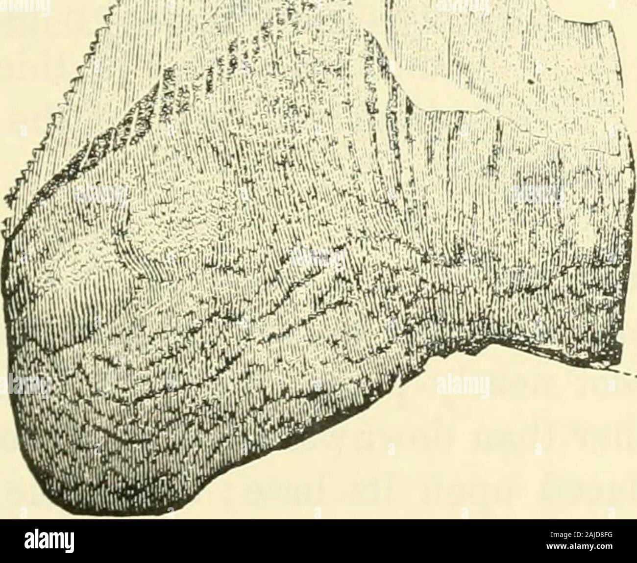 Bulletins of American paleontology . North Carolina Geol. Sur.: Emmons ...