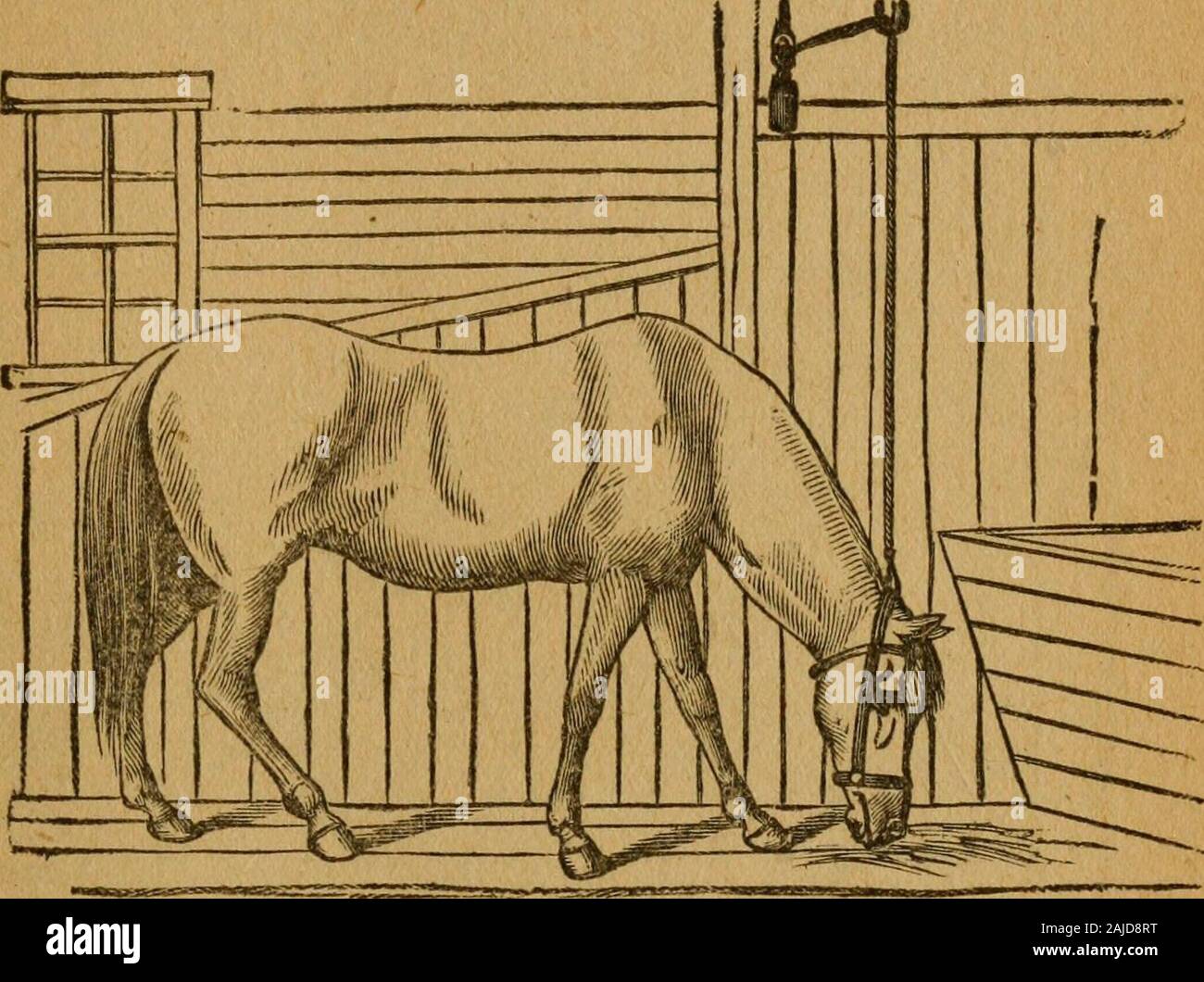 Grab horse breeding hi-res stock photography and images - Alamy