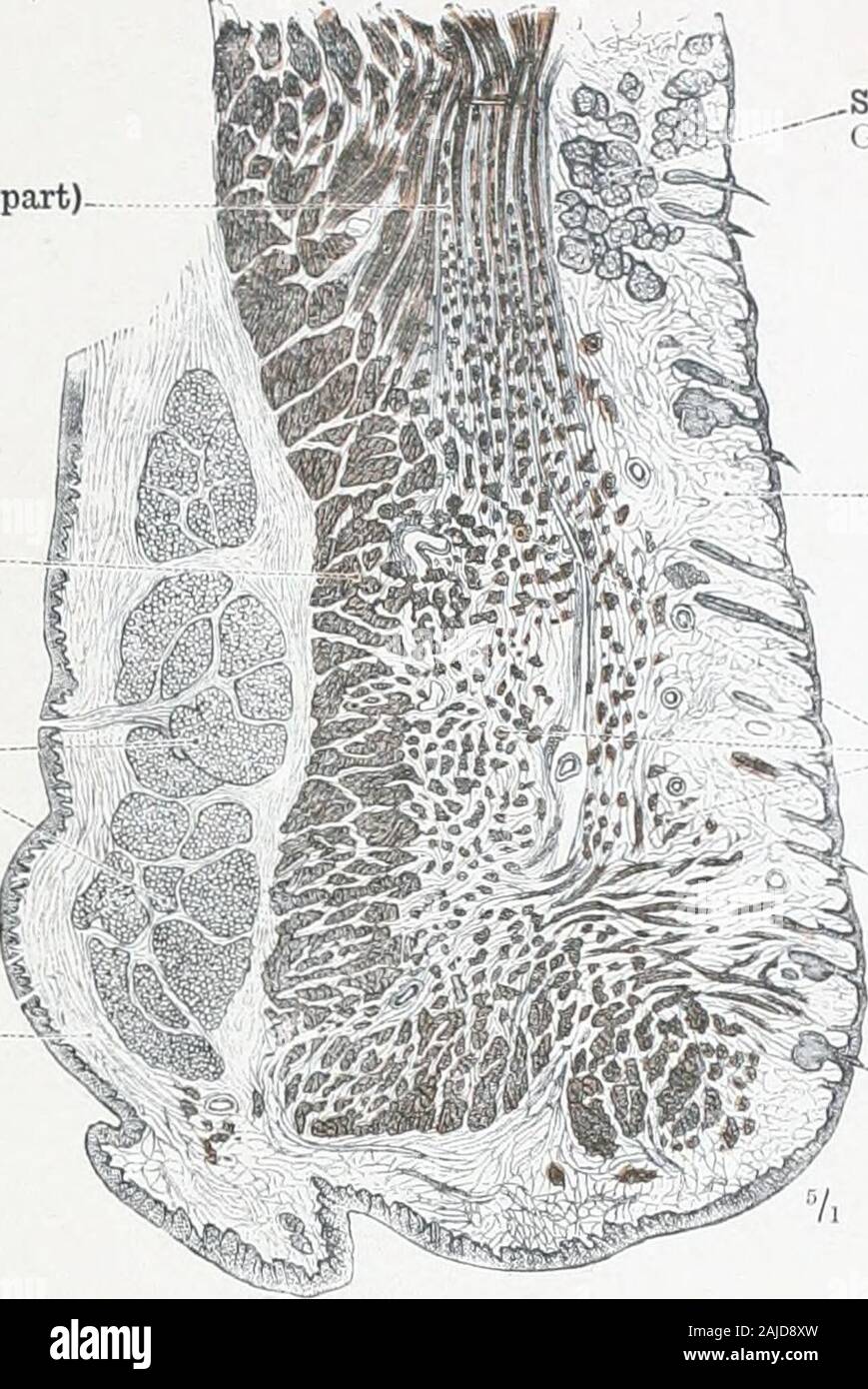 An atlas of human anatomy for students and physicians . Point or tip of ...