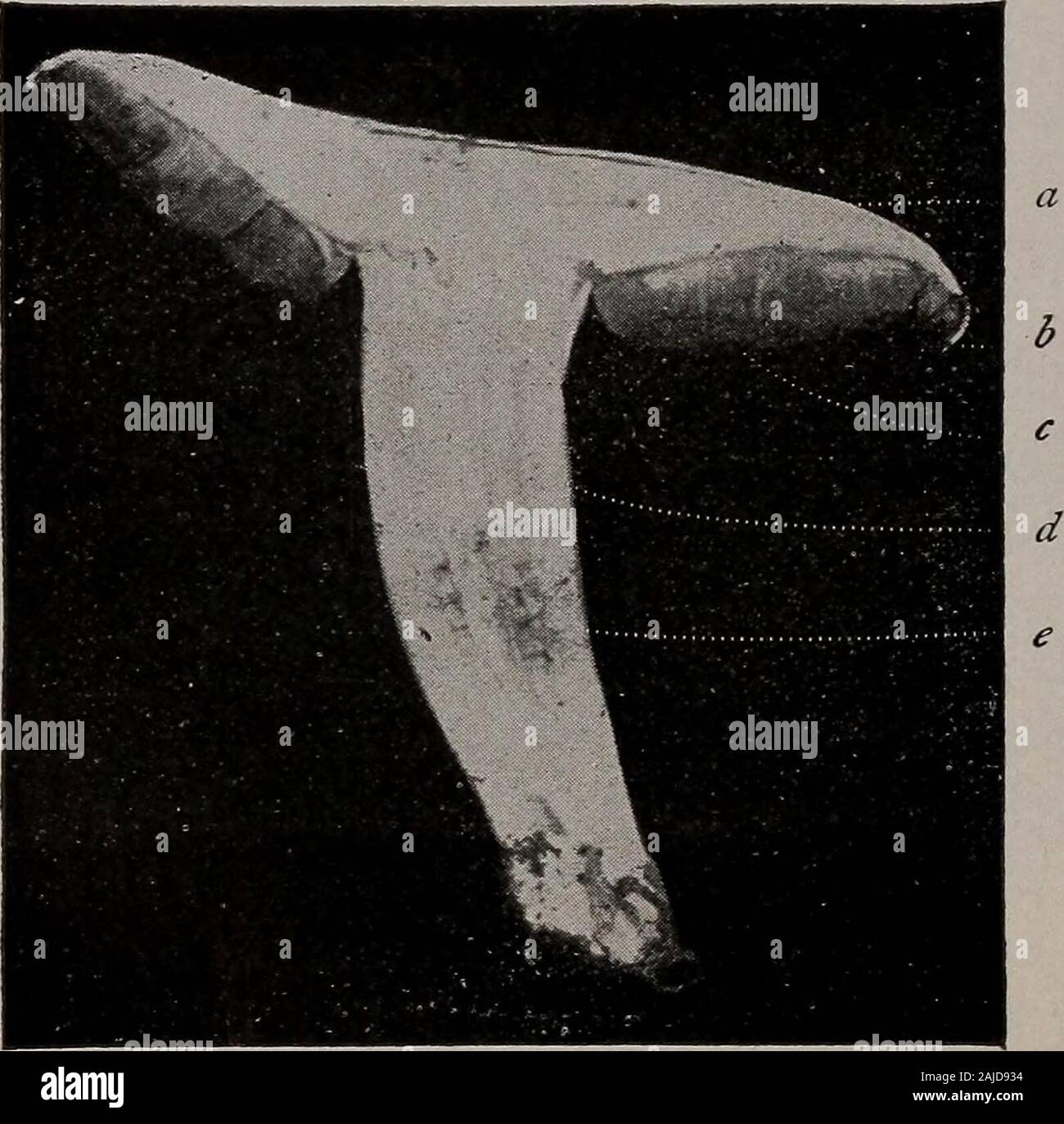 Elementary botany . Fig. 232.Agaricus campestris. View of under side ...