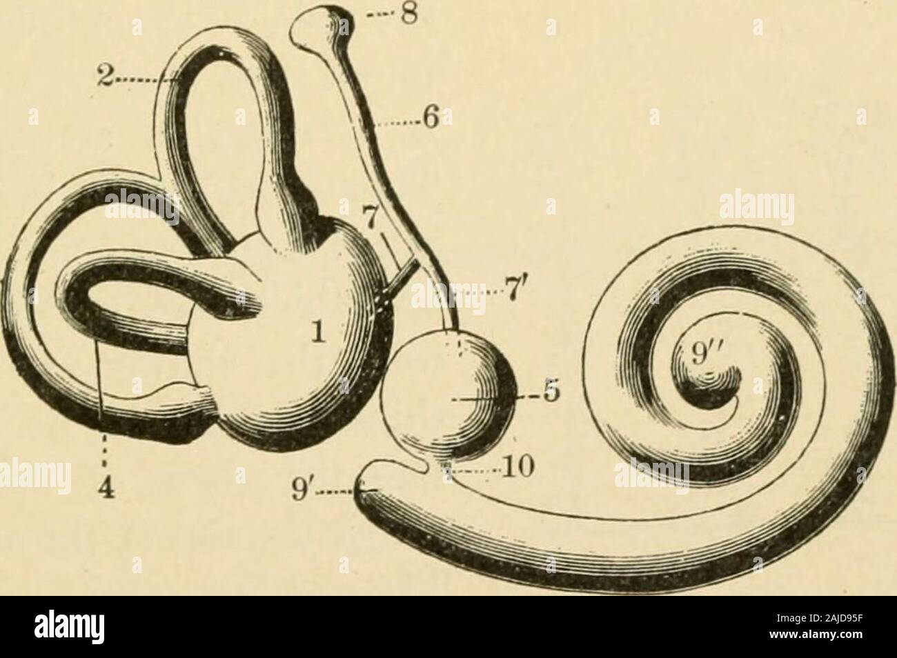 Membranous labyrinth hi-res stock photography and images - Alamy