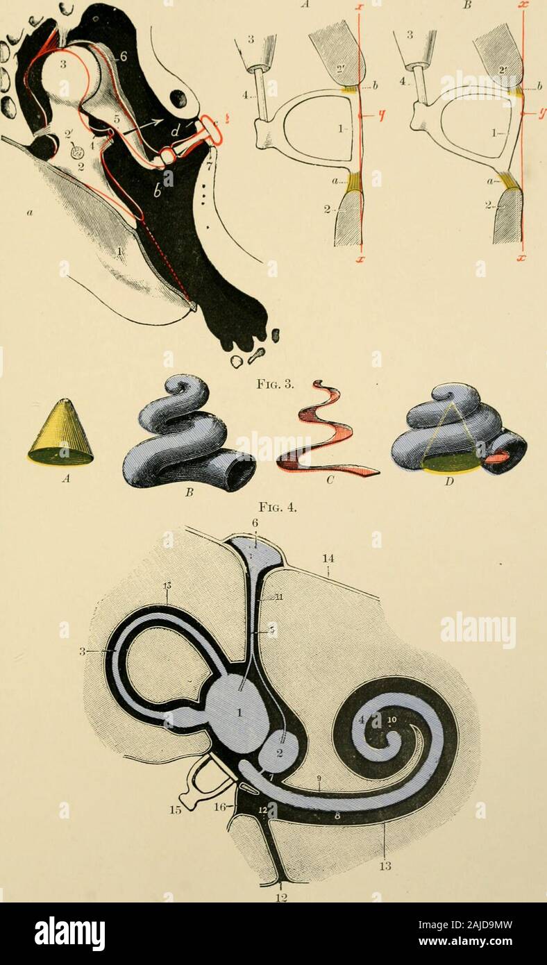 An American text-book of physiology . sing through the base of the ...