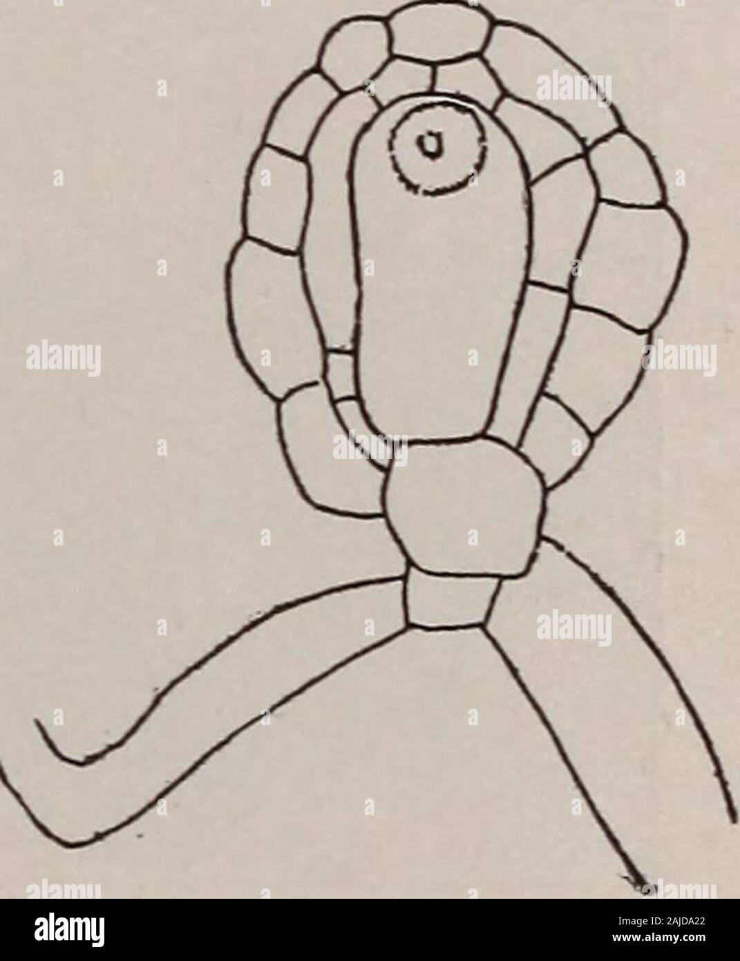 230 spores hi-res stock photography and images - Alamy