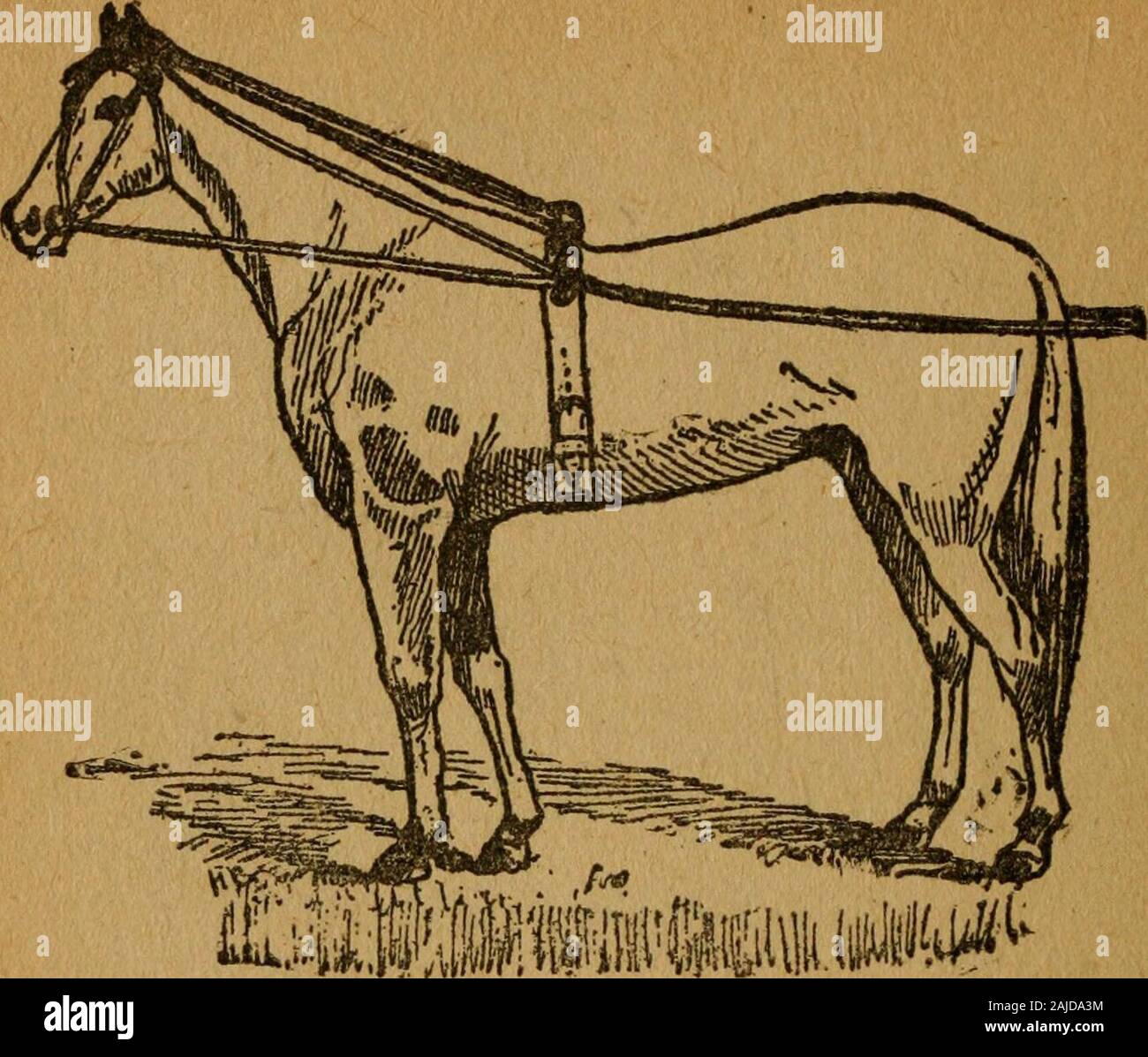 Balky horses hi-res stock photography and images - Alamy