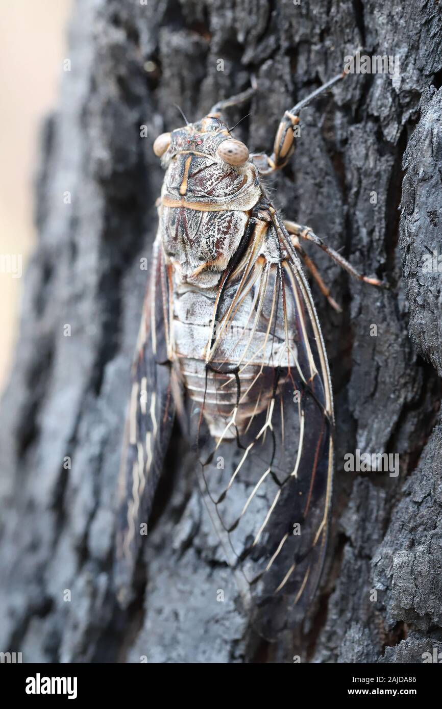Singing on tree hi-res stock photography and images - Alamy