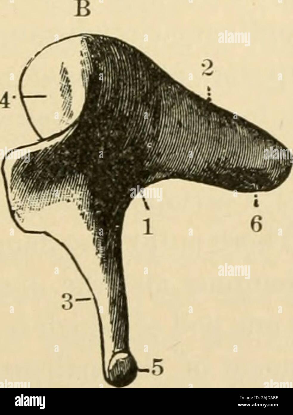 Body of incus hi-res stock photography and images - Alamy