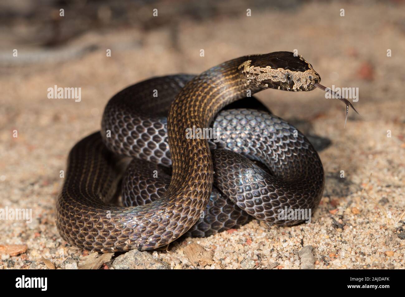 Golden Crowned Snake Stock Photo - Alamy